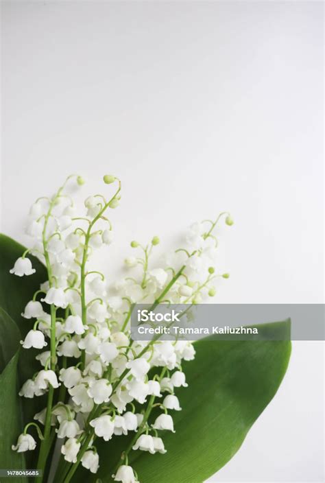 계곡의 백합의 작은 꽃다발과 텍스트를위한 공간이있는 흰색 공백 0명에 대한 스톡 사진 및 기타 이미지 0명 3월 개념 Istock