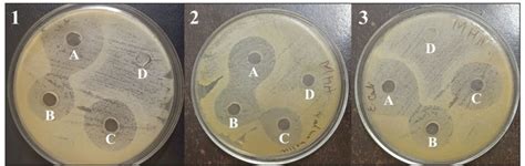 Isolation And Characterization Of Bacteriocin Producing Levilactobacillus Brevis Strain Abriinw