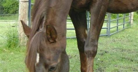 Mr Nibs Album On Imgur