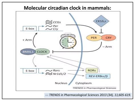 Principal Circadian Oscillators In Mammals Ppt