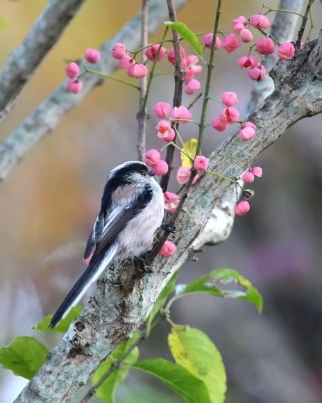 蔵出しです エナガ 鳥撮り日誌