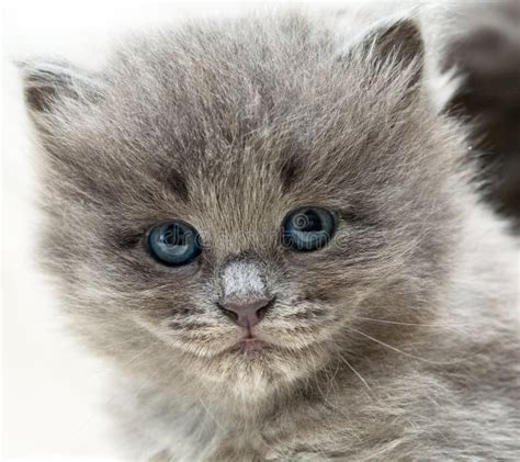 серый котенок славный стоковое фото изображение насчитывающей смотреть 4936036