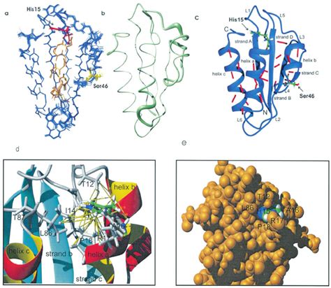 3d Structure Of Hpr From S Aureus A Superposition Of The 16 Lowest Download Scientific