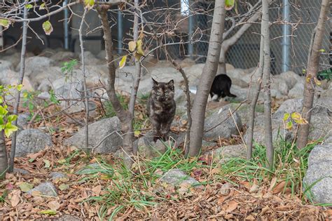 후쿠오카 길 고양이들이 모이는 모모치 해변
