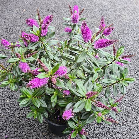 Buy Hebe Twilight Veronica Twilight Pbr £2499 Delivery By Crocus