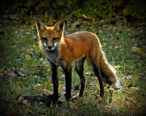 The Fox Photograph By Stacy Egnor Fine Art America