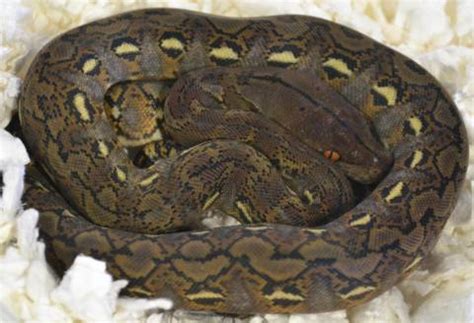 Baby Super Dwarf Reticulated Pythons For Sale