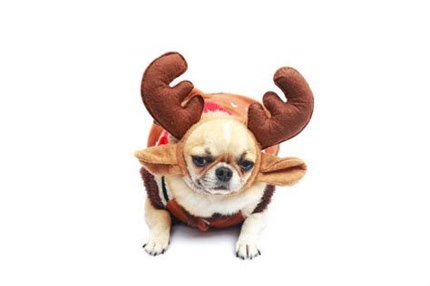 How Much Are Reindeer Chihuahuas
