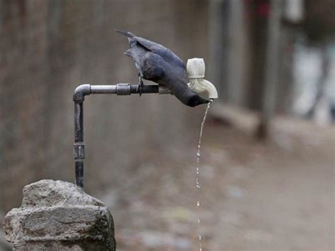 Corvo Bebe Agua Luis Pellegrini