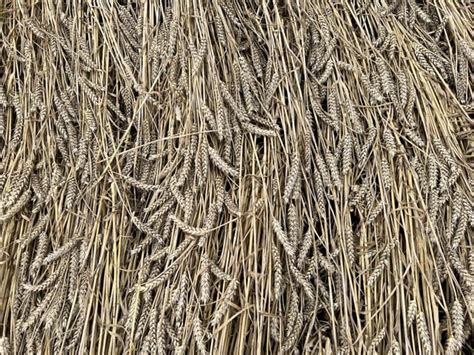 Inside A Crop Circle Uk Rhighstrangeness