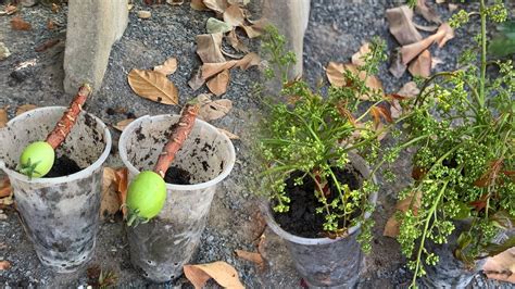 វិធីបណ្តុះមែកស្តៅអោយឆាប់ចេញផ្កា How To Grow Neem Tree From Cuttings Neem Tree Propagation Youtube