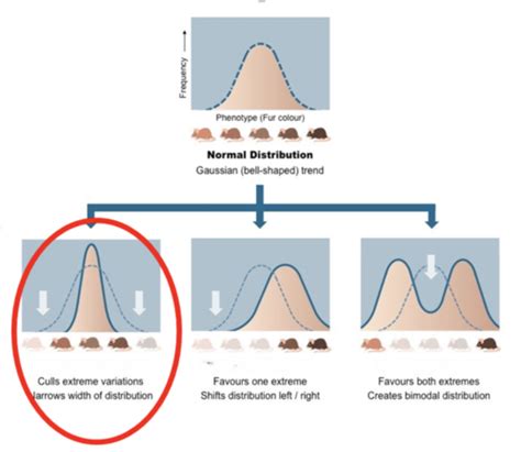 Bio 2 Midterm 1 Bio 2 Midterm 2 Bio 2 Midterm 3 Flashcards Quizlet