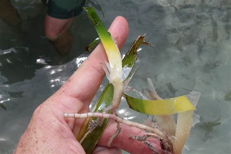 Thalassia Hemprichii Hydrocharitaceae