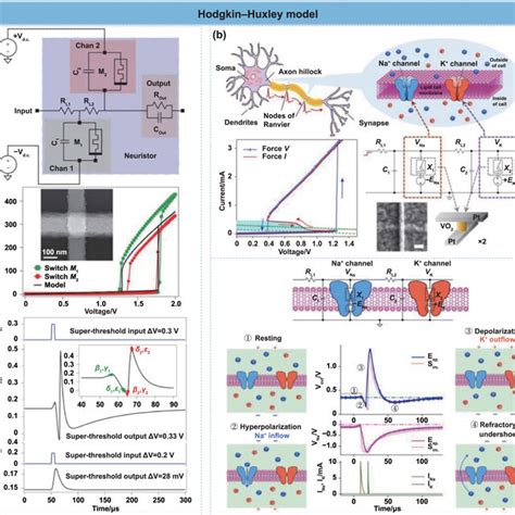 Multifarious Neuronal Models And Functions A Hh Model Dynamics Download Scientific Diagram