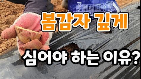 봄감자 깊게 심어야 하는 이유 Youtube