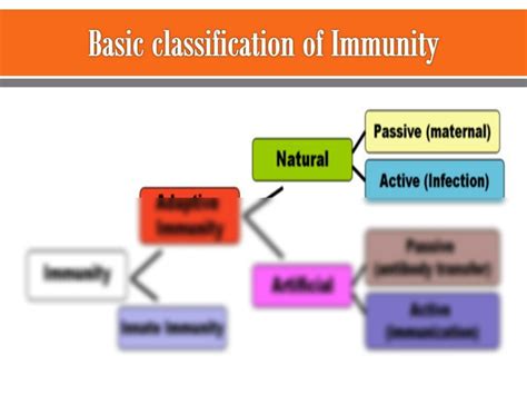 SOLUTION Immune System Structure And Functions Easy Notes Studypool