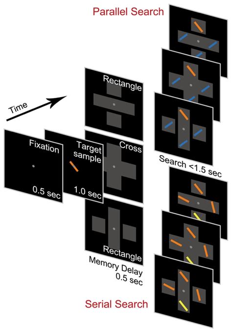 visual stimuli and behavioral tasks tasks consisted of two types