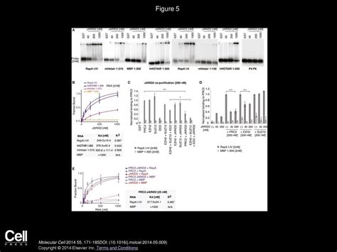 Regulatory Interactions Between Rna And Polycomb Repressive Complex 2