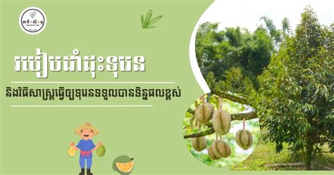 របៀបដាំដុះទុរេន និងវិធីសាស្ត្រធ្វើឲ្យទុរេនទទួលបានទិន្នផលខ្ពស់ នាទីកសិកម្ម Kaksekam Time