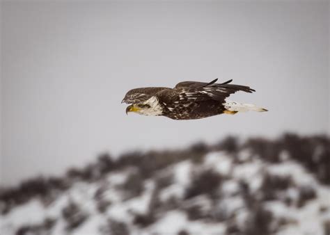 Identifying Sex Of Bald Eagles By Bill Depth R Ornithology