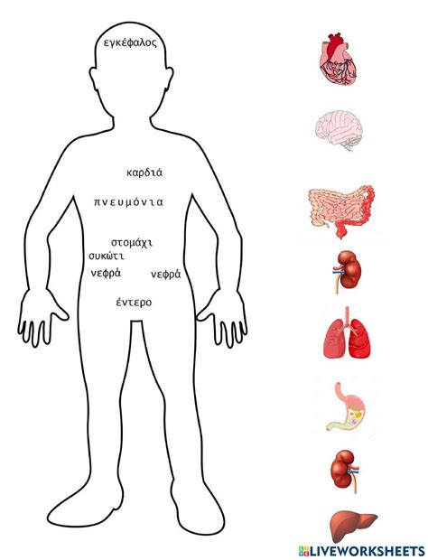 Αντιστοιχιση τα οργανα του σωματος Worksheet Live Worksheets