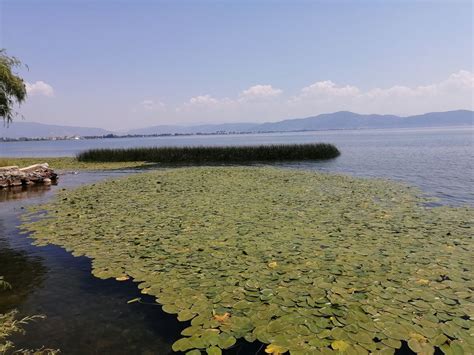 Постојниот Комитет на Бернската Конвенција при Советот на Европа ја повика државата да ги