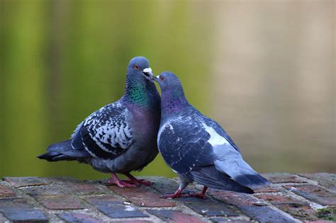 한 쌍의 비둘기 속삭이는 달콤한 사랑의 말 운반비둘기 야생 Pixabay의 무료 사진 Pixabay