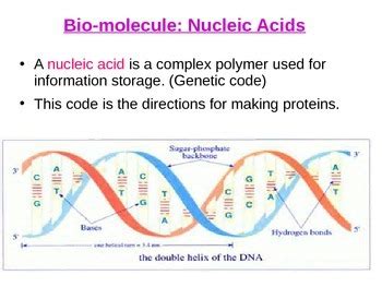 Nucleic Acids Lecture PPT By Miss Vanessakay TPT