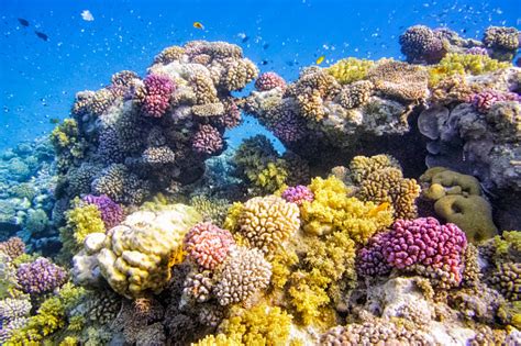 Bunte Korallenriffe Am Roten Meer Marsa Alam Ägypten Stockfoto Und Mehr Bilder Von Riff Istock