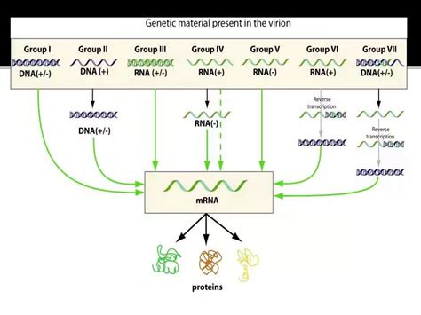 Viruses Classification Life Cycle Of Viruses Characteristics Of Viruses Pptx