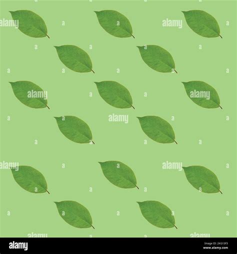 Diamond Leaf Pattern Stock Vector Images Alamy