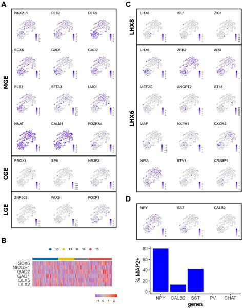 Figure 2 From Single Cell Transcriptomics Reveals Conserved Regulatory Networks In Human And