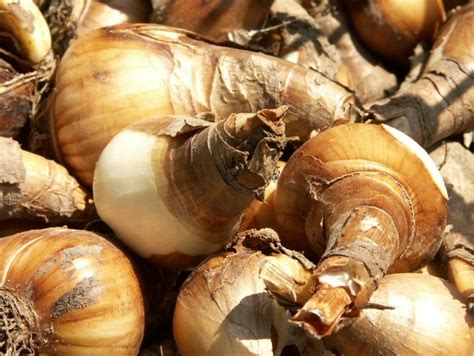 Daffodils Beautiful But Potentially Toxic Poison Control