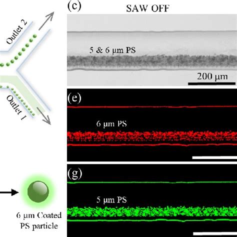 Size Selective Coating Of 6 μm Negatively Charged Polystyrene Download Scientific Diagram