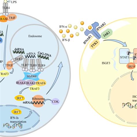 The Production Of Type I Interferons And Type I Interferon