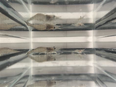 Shrimp Detection Object Detection Model By Dth