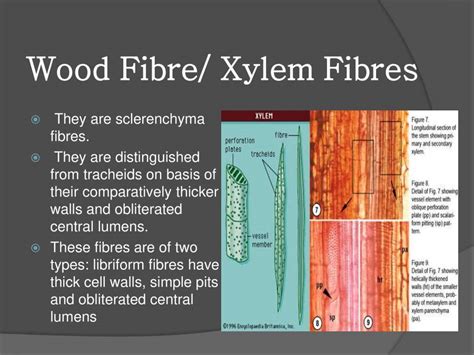Xylem Enhance