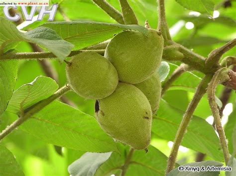 胡桃楸Juglans mandshurica Maxim 植物图片库 植物通