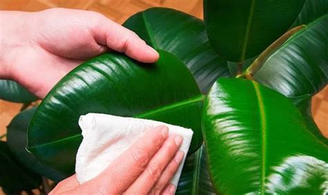 Ficus Care Reproduction