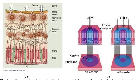 figure 1 from formation of orientation selective receptive fields and