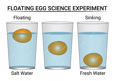 Premium Vector Floating Egg Science Experiment Using Salt Water And Fresh Water