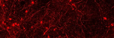 Molecular Cellular And Integrative Physiology Mcip Ucla