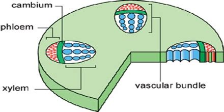 Vascular Bundles Qs Study