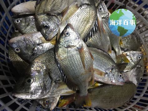 所有海鲜鱼名称和图片 常见的海鲜有哪些 海鲜介绍大全带图片 第11页 大山谷图库