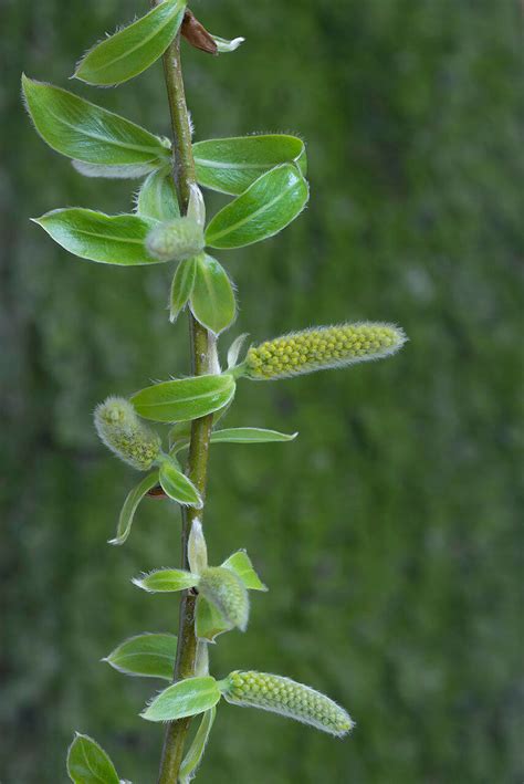 Ива ломкая Salix fragilis (74 фото) - фото - картинки и рисунки ...