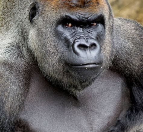 20년 동안 같이 지낸 남편 잃고 과부 된 고릴라 인사이트