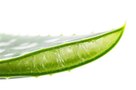 Aloe Vera Leaf Detail A Study In Texture And Color Stock Illustration