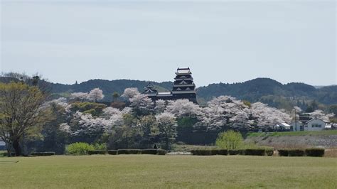 大洲城さくら御城印を販売いたします 完売いたしました 大洲城公式ウェブサイト愛媛県大洲市