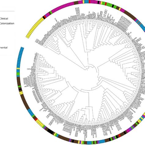 A Maximum Likelihood Phylogenetic Tree Of E Faecium And E Lactis Download Scientific