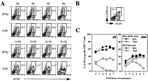 Real Time Kinetics Of Cytokine Production By Effector And Memory